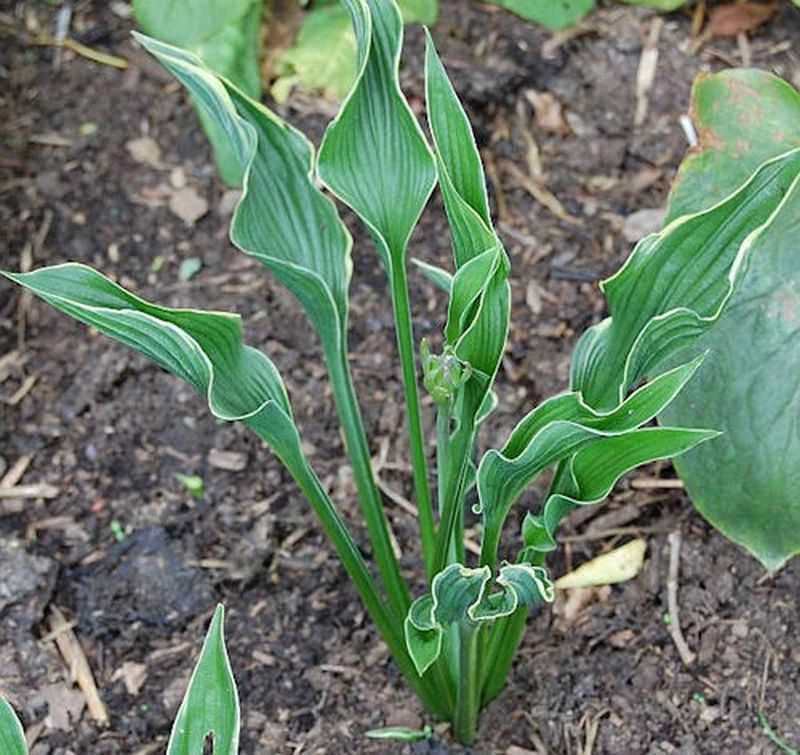 Funkie Praying Hands - Hosta Cultorum Tolle Geschenkidee für alle ...